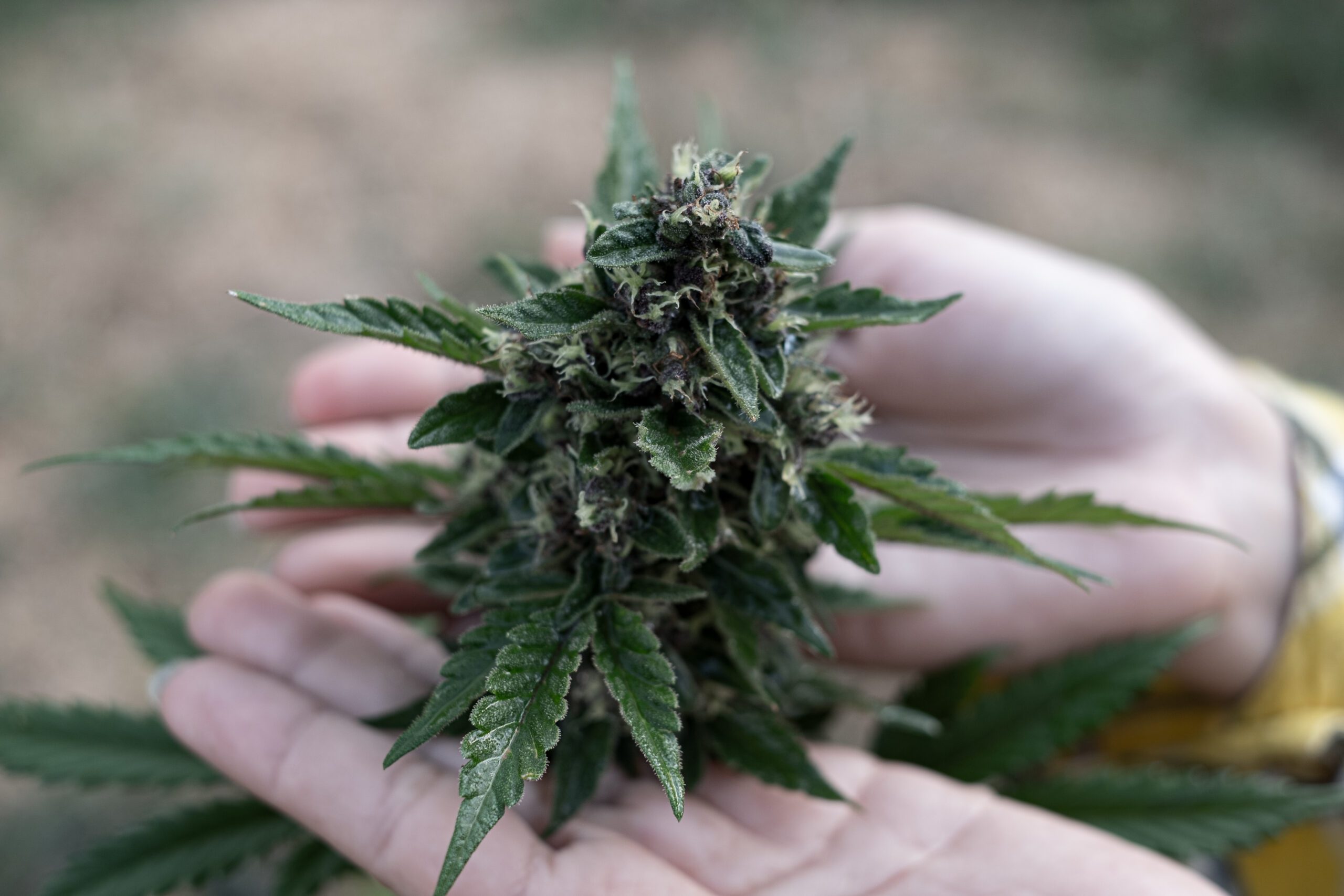 Understanding the Entourage Effect: Why Full-Spectrum Matters - County ...